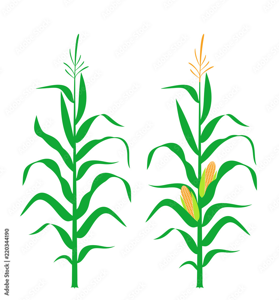 Corn Stalk Background