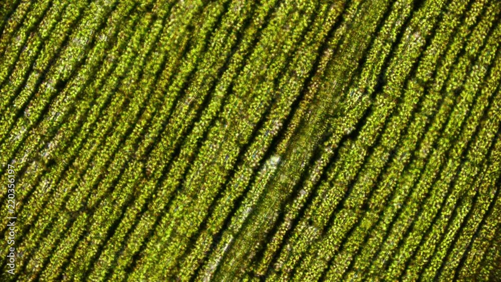 movement of chloroplasts with chlorophyll in a leaf of elodea under ...