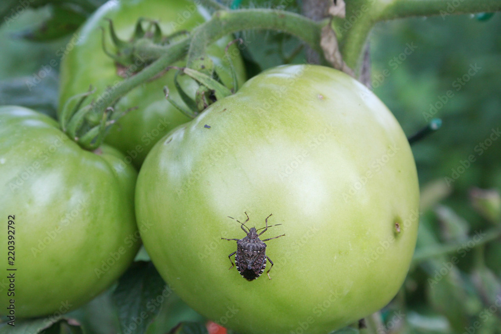 Brown Tomato Bug