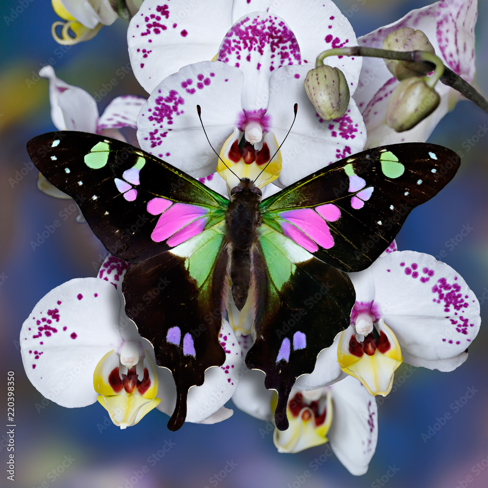 Butterfly the Purple Spotted Swallowtail or Graphium weiskei ...