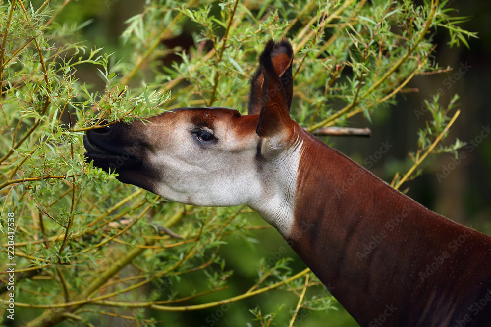 Okapi Eating