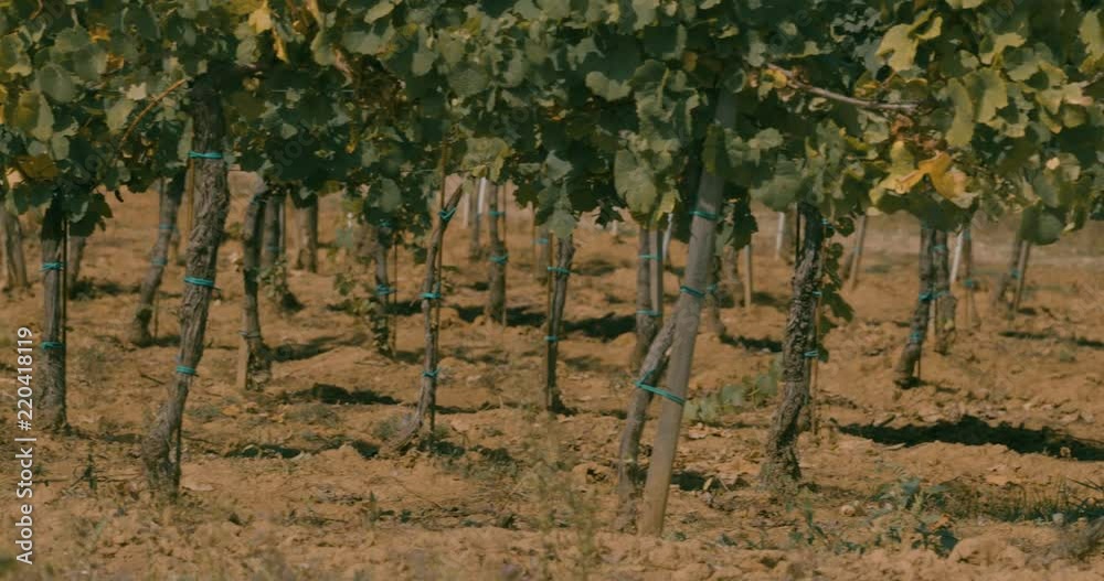 Pan from right to left close above the ground showing grapevines in ...