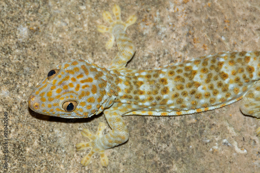 tokeh gekko gecko sitting on a wall in gili meno island bali ...
