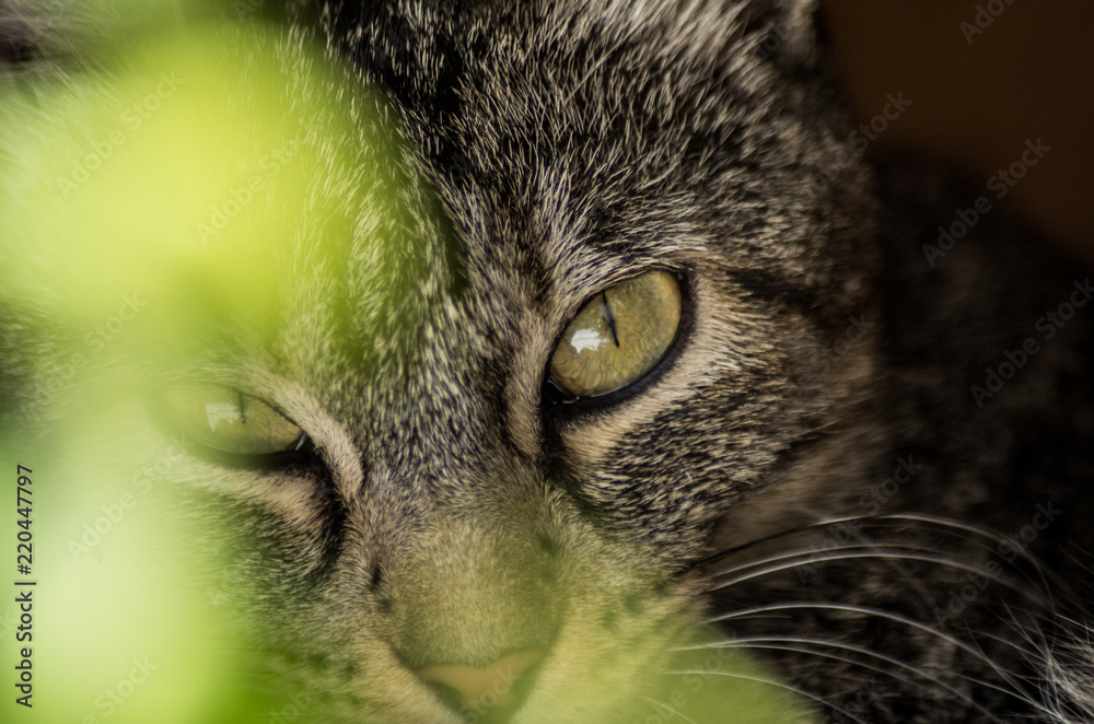 gato observando verde foto de Stock | Adobe Stock