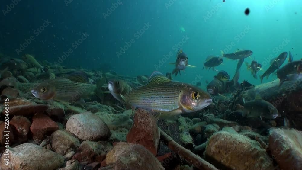 Salmonidae trout fish in sunlight underwater of Lena River in Siberia ...