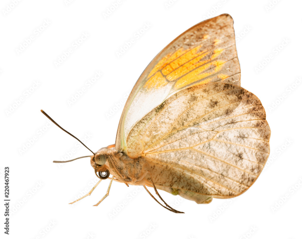 Great Orange Tip Butterfly