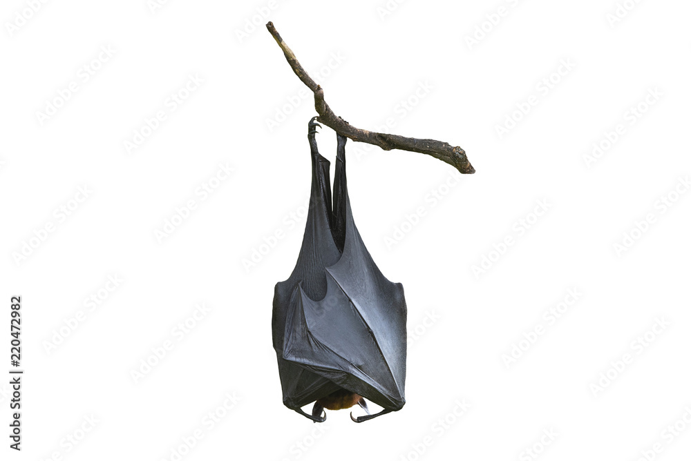 Bat hanging upside down from tree branches isolated on white background ...