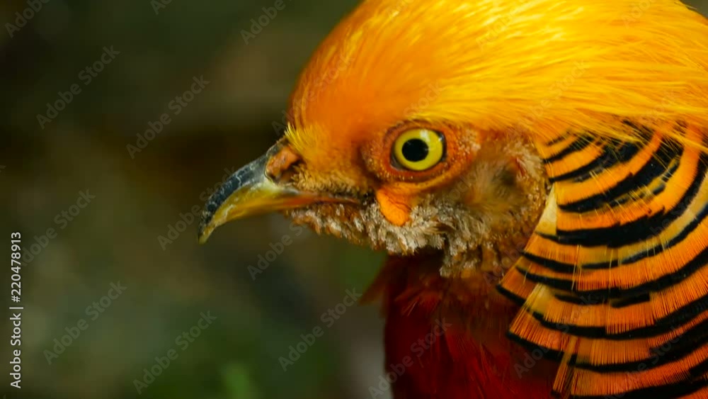 Magnificent elegant male of Chinese Red Golden pheasant, Chrysolophus ...