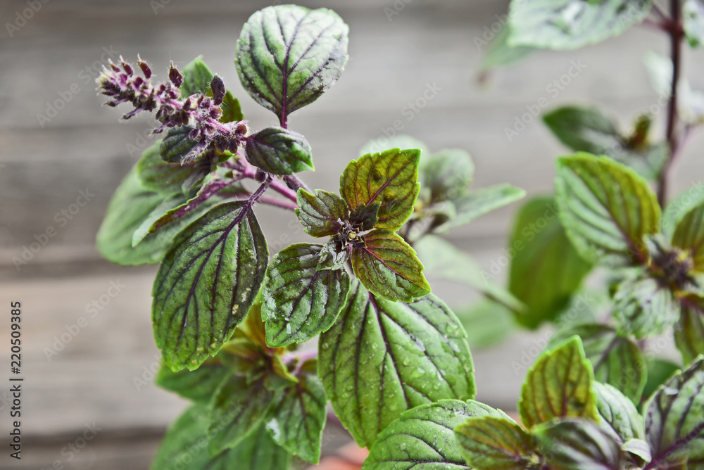 Ocimum Sanctum Flower