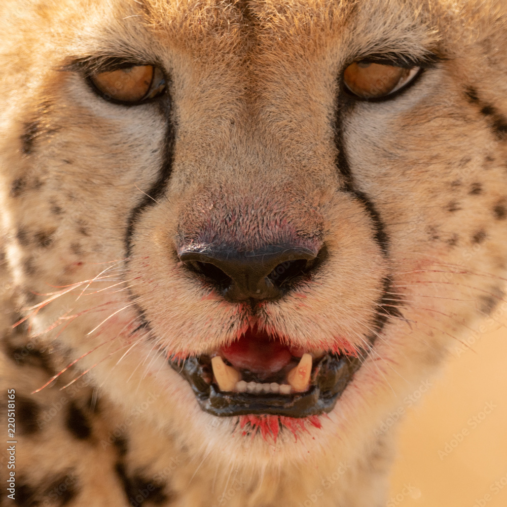 Cheetah Tongue Up Close