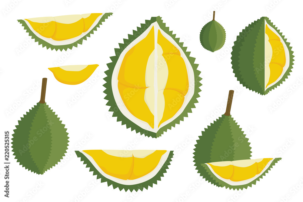 Vector durian isolated on white background. King of tropical fruits in ...