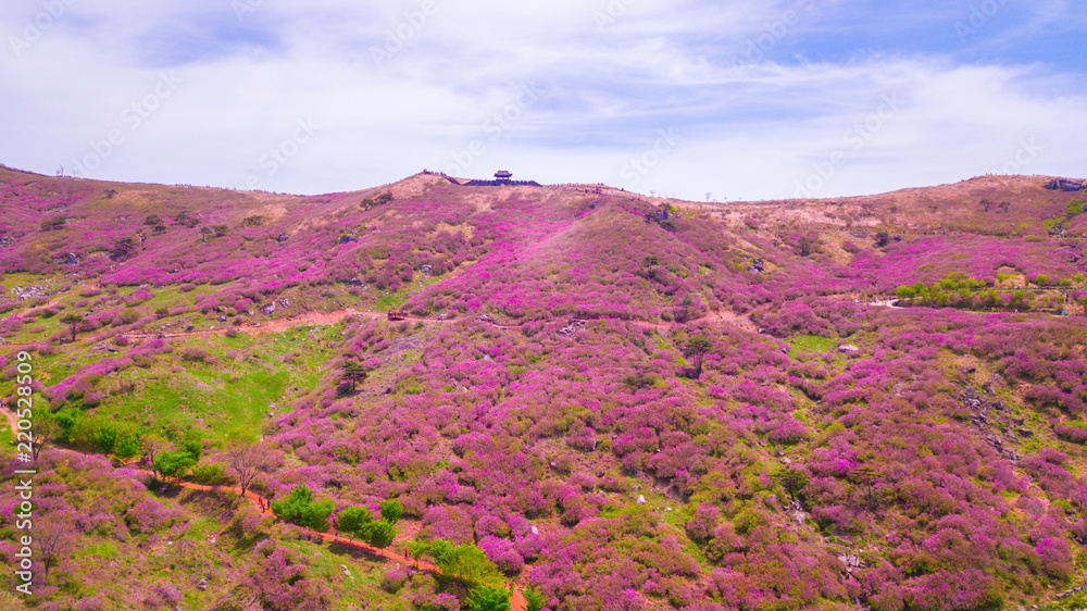Beautiful Royal Azalea Flower at Hwangmaesan mountain in Hapcheon city ...