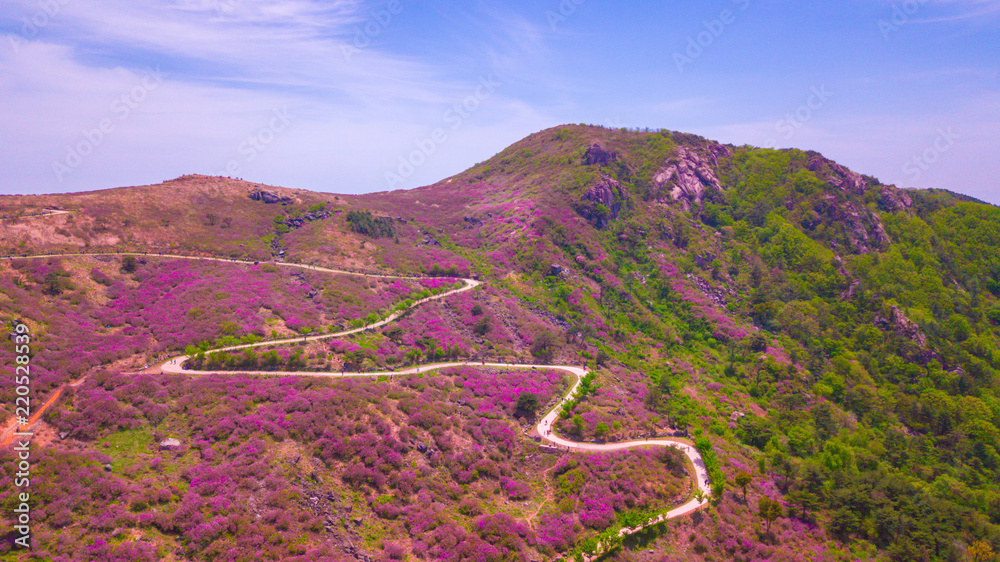Beautiful Royal Azalea Flower at Hwangmaesan mountain in Hapcheon city ...