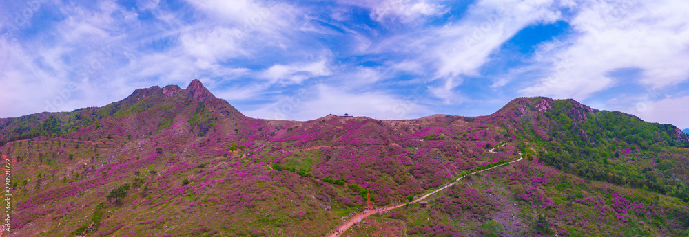 Beautiful Royal Azalea Flower at Hwangmaesan mountain in Hapcheon city ...