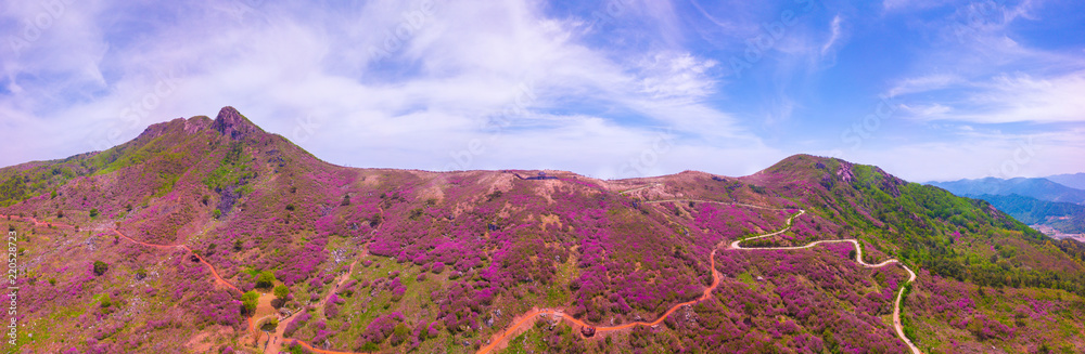 Beautiful Royal Azalea Flower at Hwangmaesan mountain in Hapcheon city ...