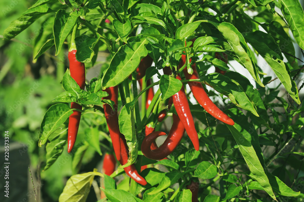 piments rouges potager Stock Photo | Adobe Stock