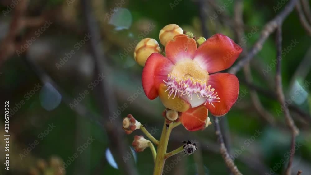 Flowers of Shorea robusta also known as sal, sakhua or shala tree. This ...