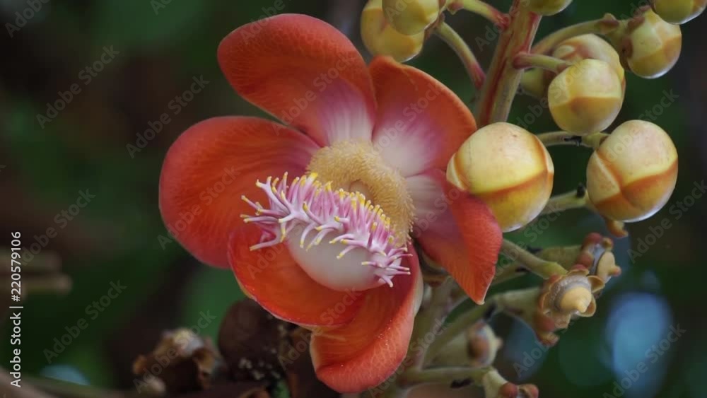 Flowers of Shorea robusta also known as sal, sakhua or shala tree. This ...