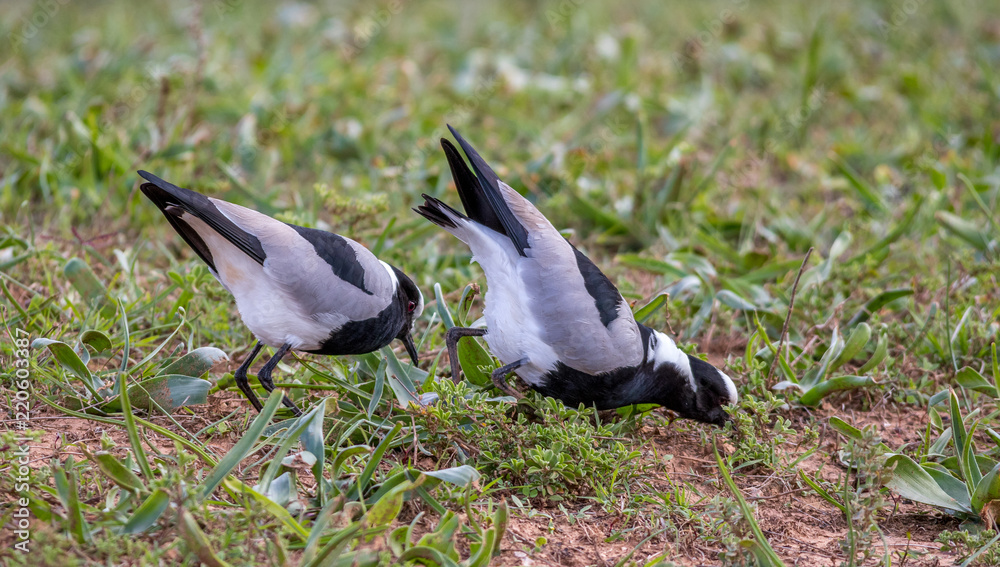 Two black and white birds hunt together for prey in the green grass ...