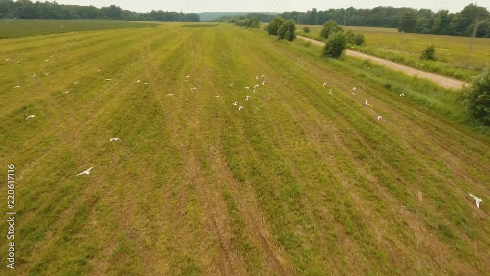 Flock of birds and gulls flying over land. Flock of bird above field ...