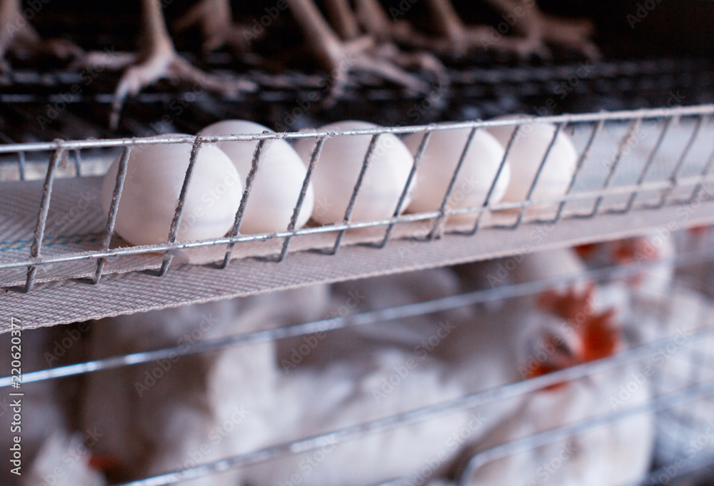 Poultry farm for breeding chickens, chicken eggs go through the ...