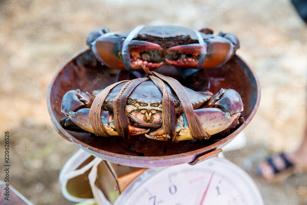 Focus sea crabs tied by rope and weighted scale. fresh crabs in seafood ...