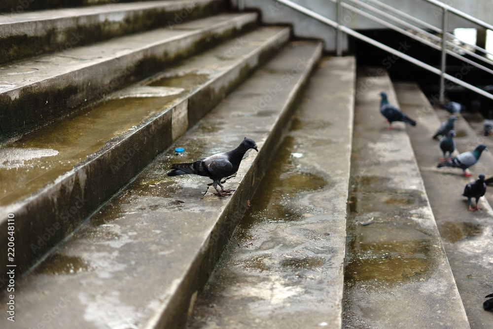 Pigeons and doves constitute the bird family Columbidae and the order ...