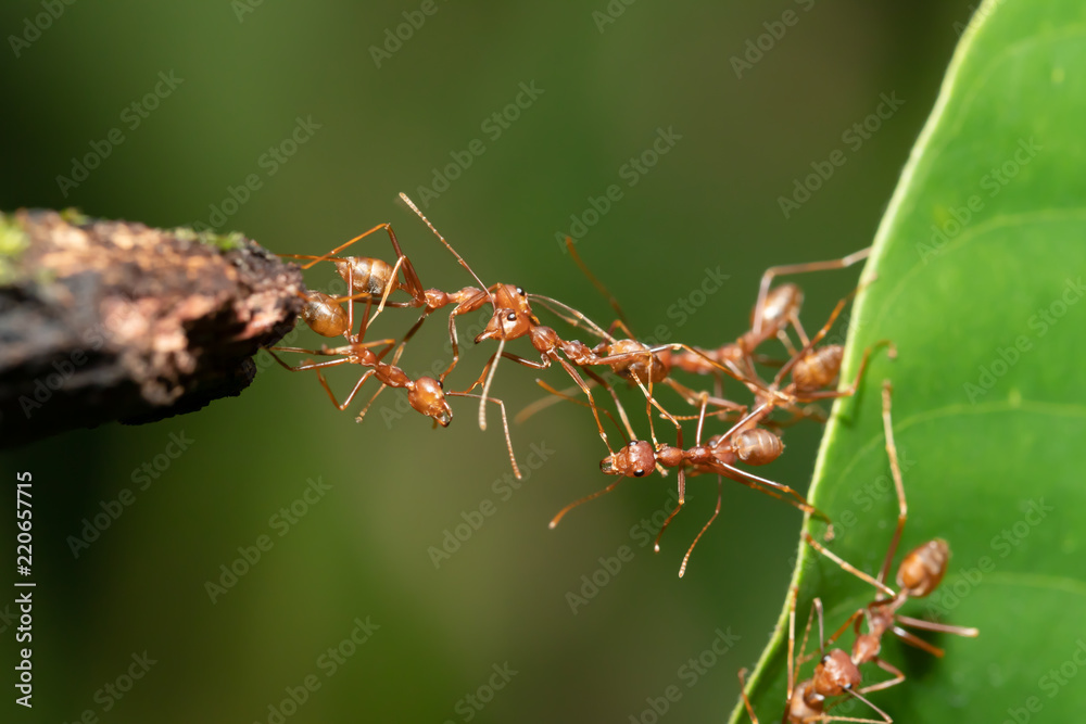 Ant action standing.Ant bridge unity team Stock Photo | Adobe Stock