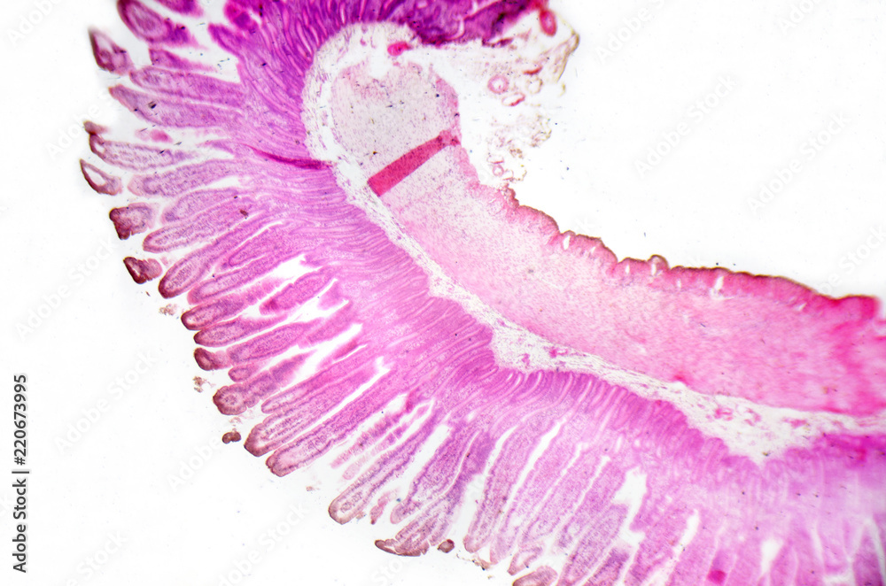Microscopy photography. Small intestine transversal section. Stock ...