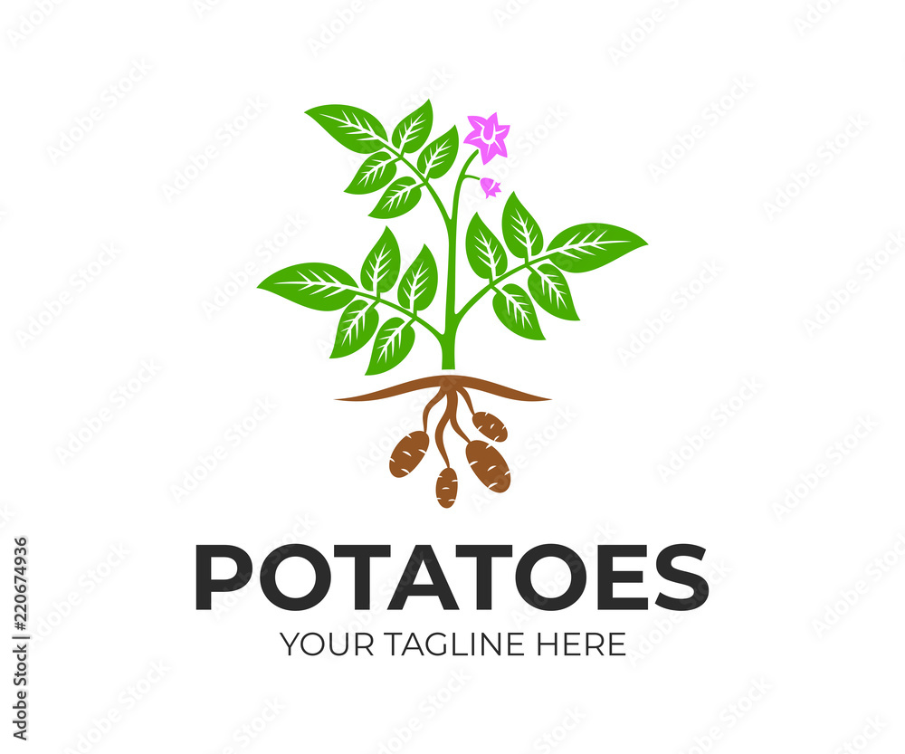 Agricultural plant potatoes with flowers and fruits, logo design ...