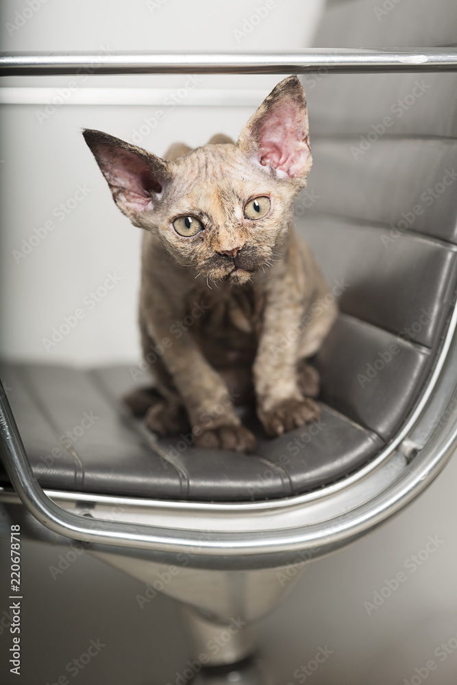 Tortie Devon Rex on Chair Stock Photo | Adobe Stock