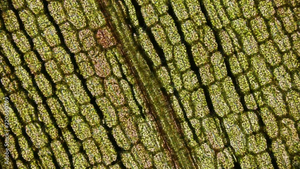 - cross section cut under the microscope – microscopic view of animal ...