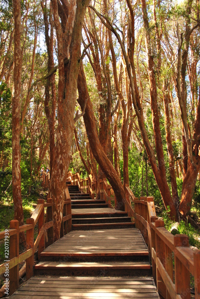 Wooden path for tourists in Arrayanes National Park, Villa la Angostura ...