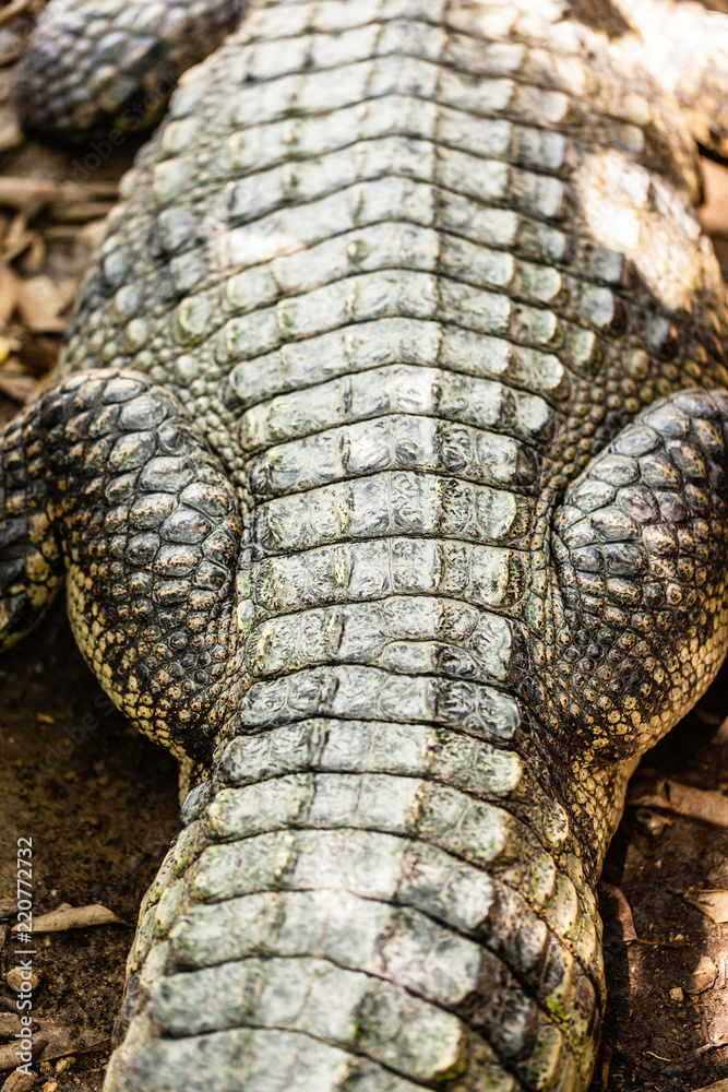 Crocodile's armored body Stock Photo | Adobe Stock