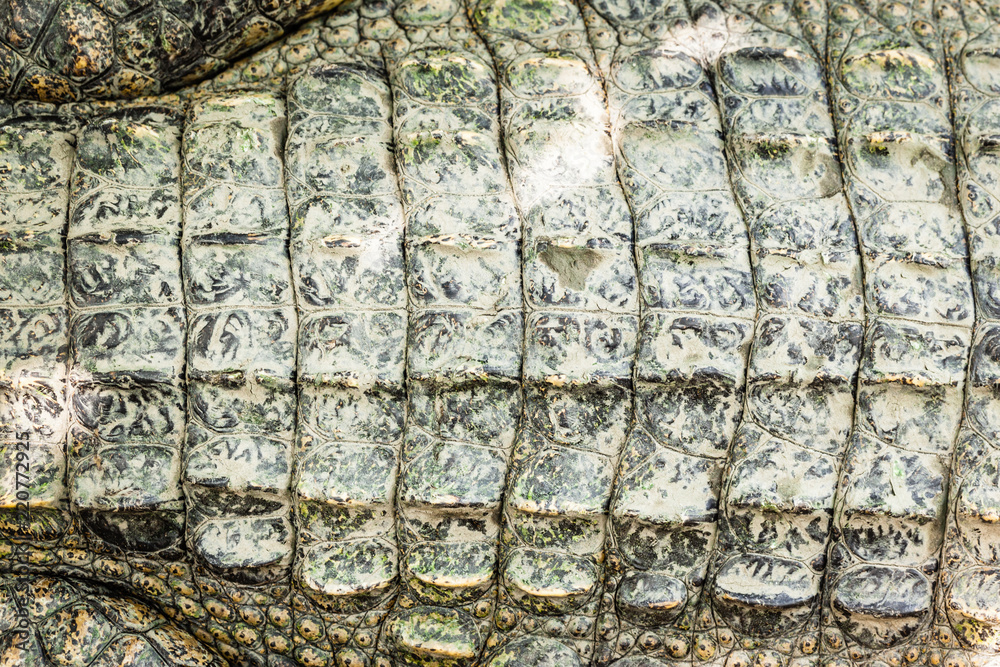 Crocodile's armored skin Stock Photo | Adobe Stock