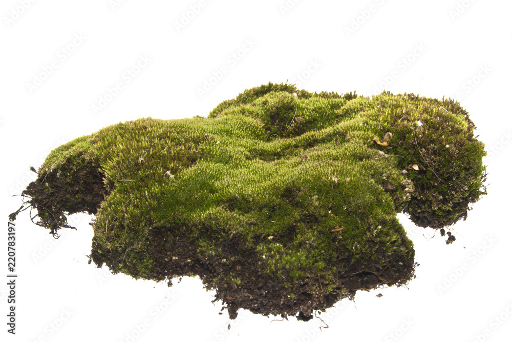 moss isolated on white background Stock Photo | Adobe Stock