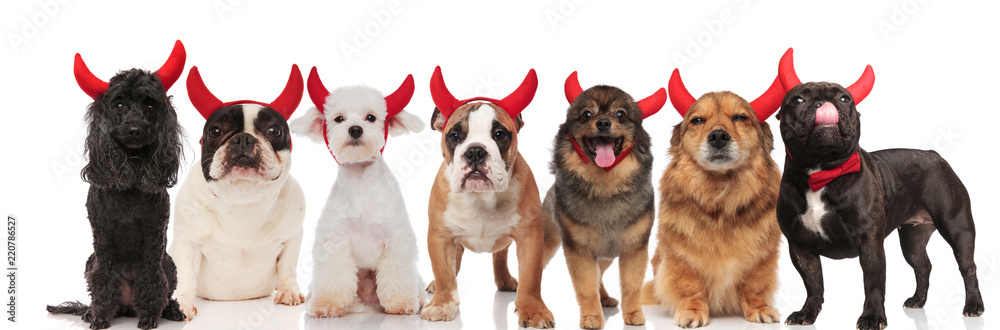 many adorable devil dogs on white background Stock-Foto | Adobe Stock