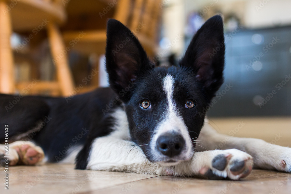 Border Collie Pups Ears