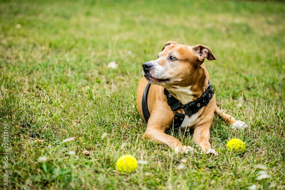 Big american brown and white staffordshire terrier lying on green grass ...