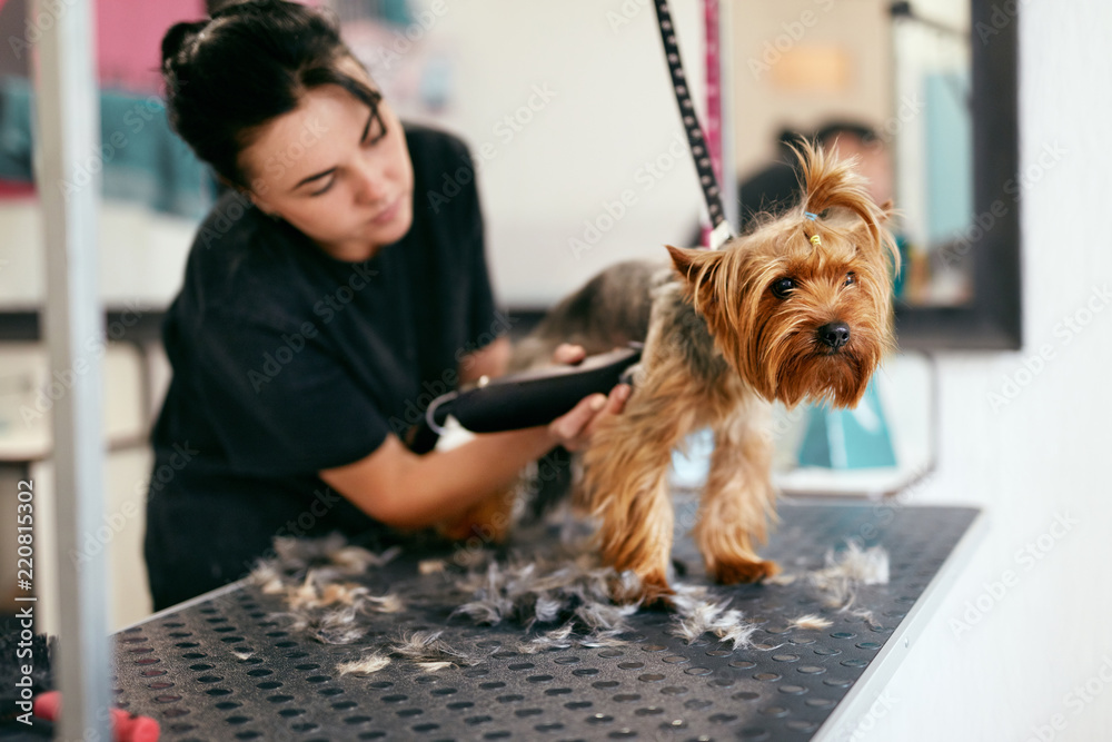 Pet Grooming Salon. Dog Getting Hair Cut At Animal Spa Salon Stock ...
