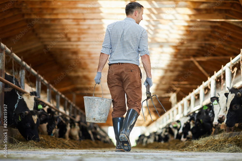 Back view portrait of modern farm worker holding bucket crossing sunlit ...