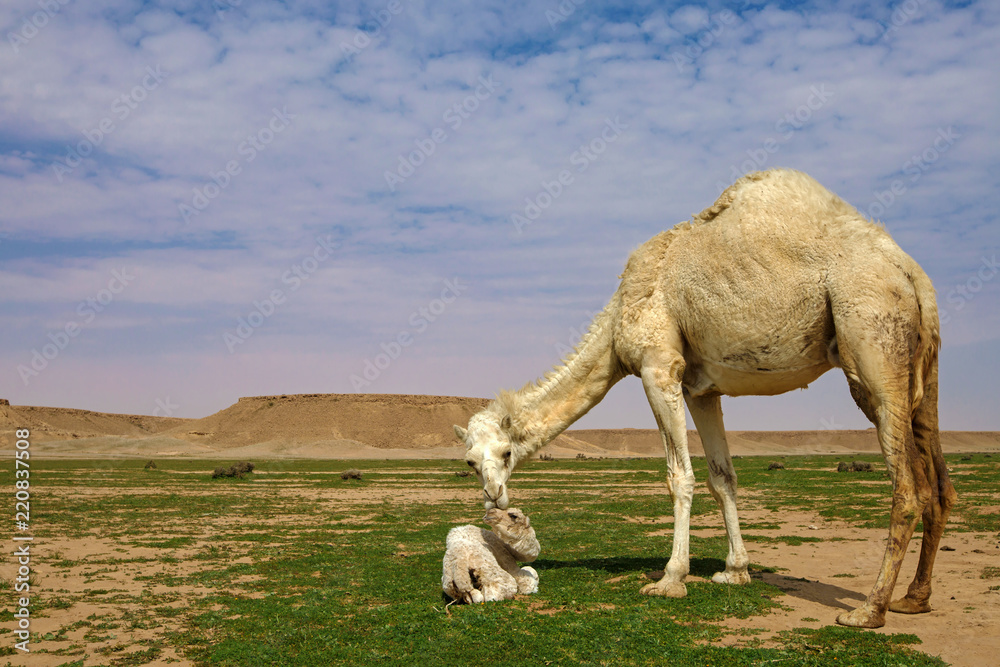 Camel cow with her camel calf, Riyadh, Saudi Arabia Stock Photo | Adobe ...