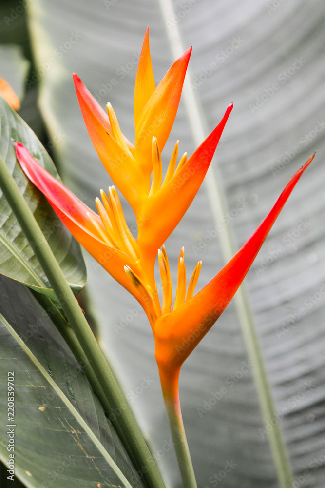 Strelitzien Strelitzia (Bird of Paradise, Strelitziacea ...