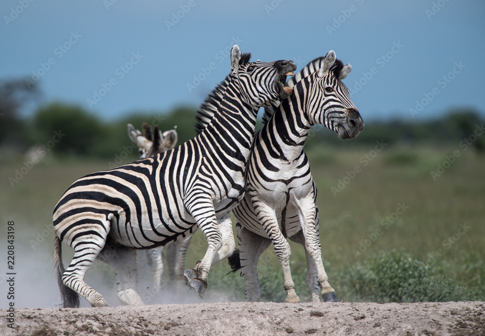 Two zebra fighting, Botswana Stock Photo | Adobe Stock