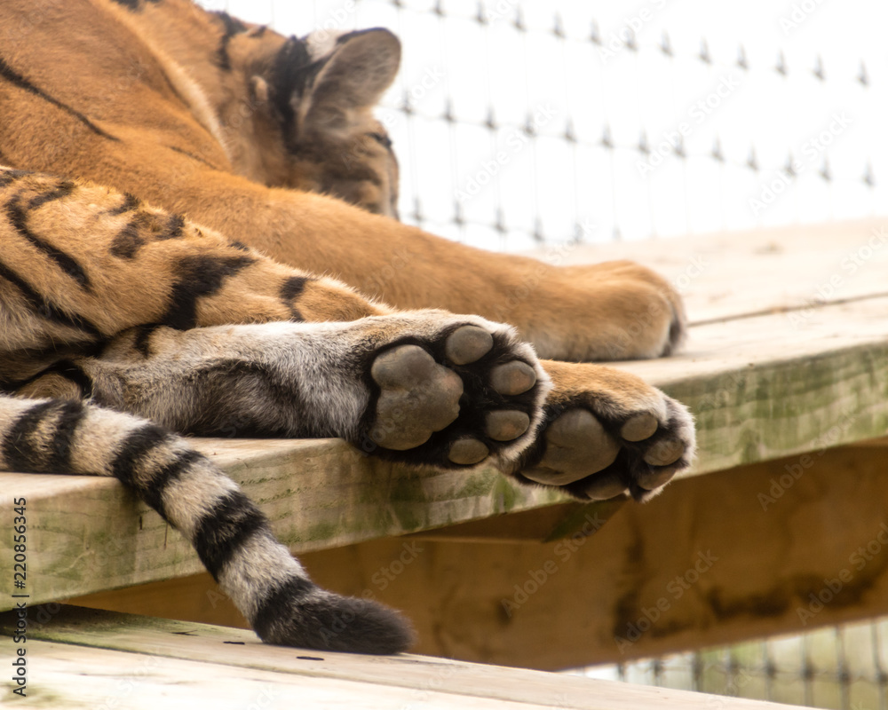 Bengal Tiger Feet Stock Photo | Adobe Stock