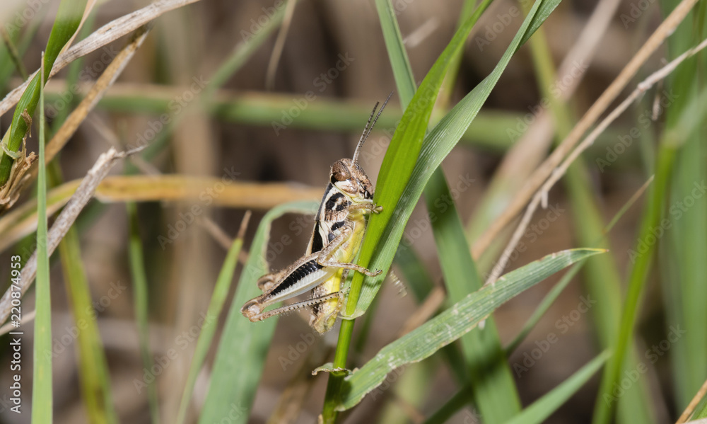 Macro of a Red-legged Grasshopper 5th Instar Nymph (Melanoplus ...