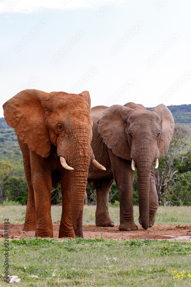 Elephants standing together Stock Photo | Adobe Stock