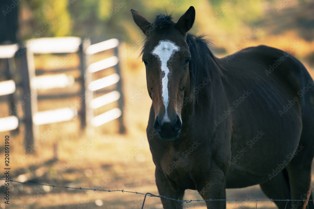 Australian horse in the paddock during the day Stock Photo | Adobe Stock