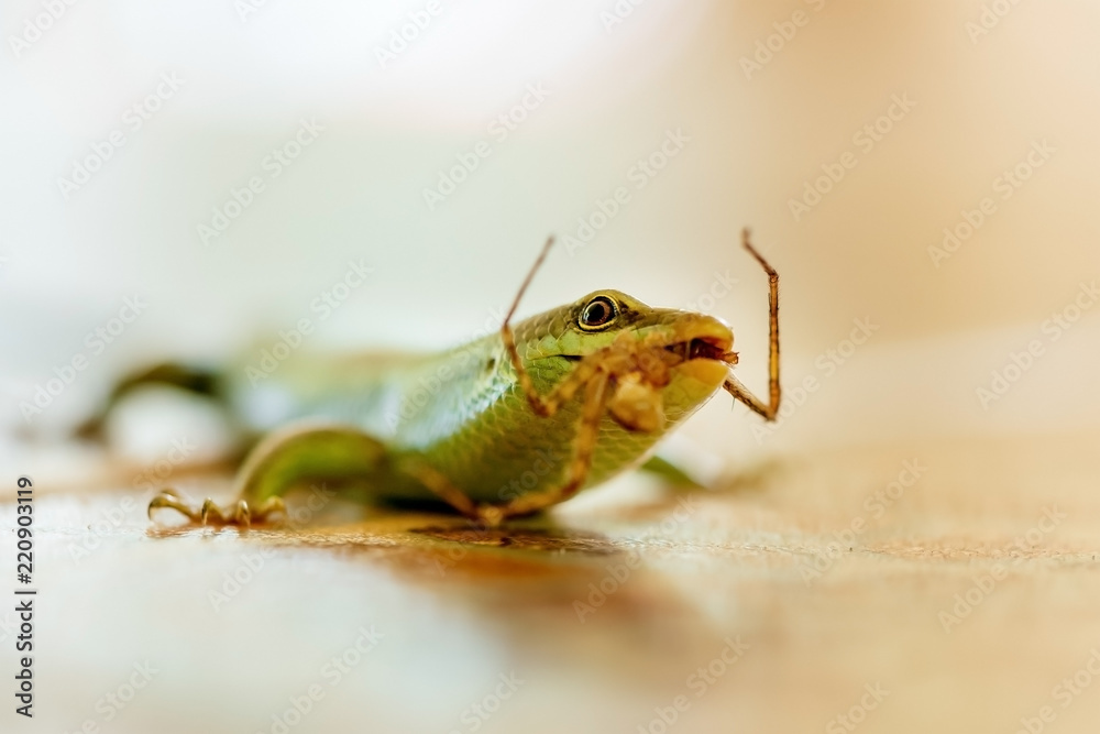 Lizard Eating Insect