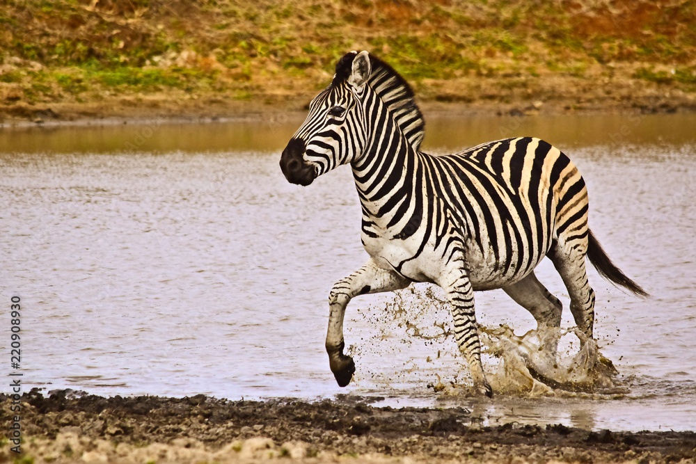 Zebra Running In Water